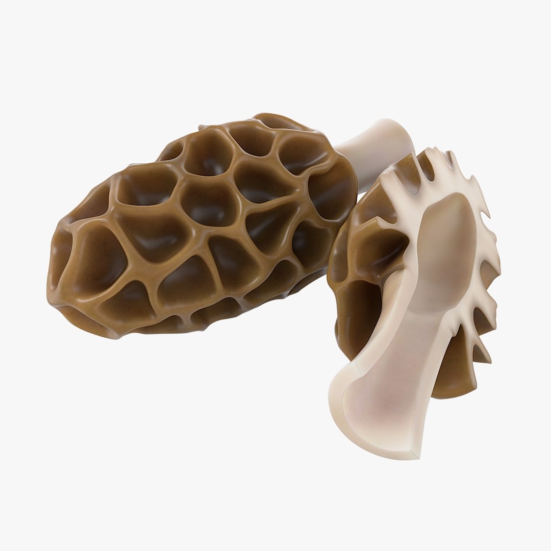 Cartoon Morel Mushroom 3D model - TurboSquid 2081189