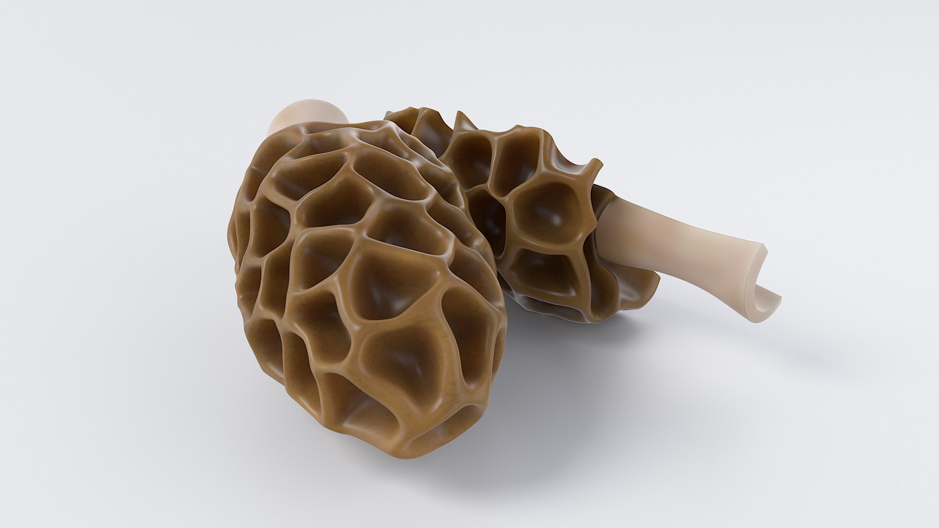 Cartoon Morel Mushroom 3D Model - TurboSquid 2081189