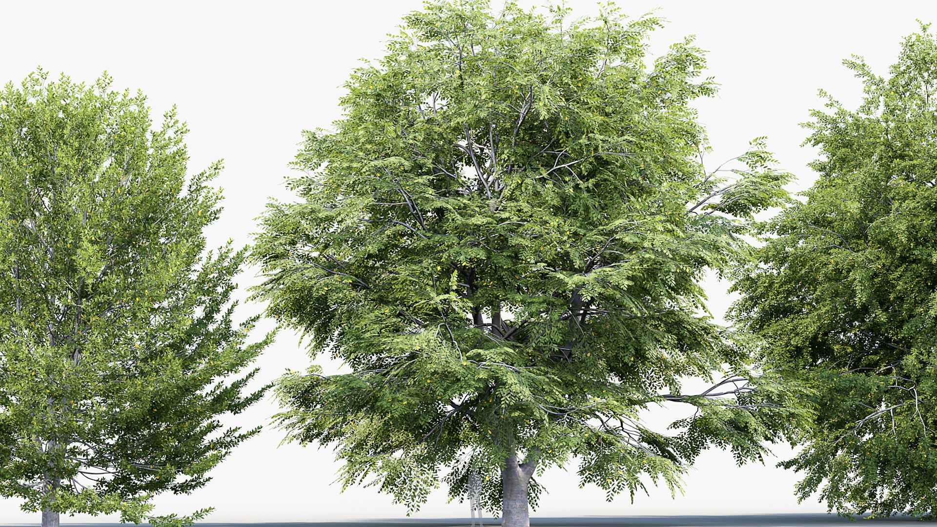 Fagus Sylvatica European Beech 3D Model - TurboSquid 2081144