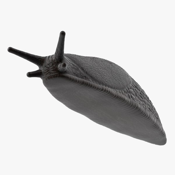 Rigged 3D Slug Models | TurboSquid