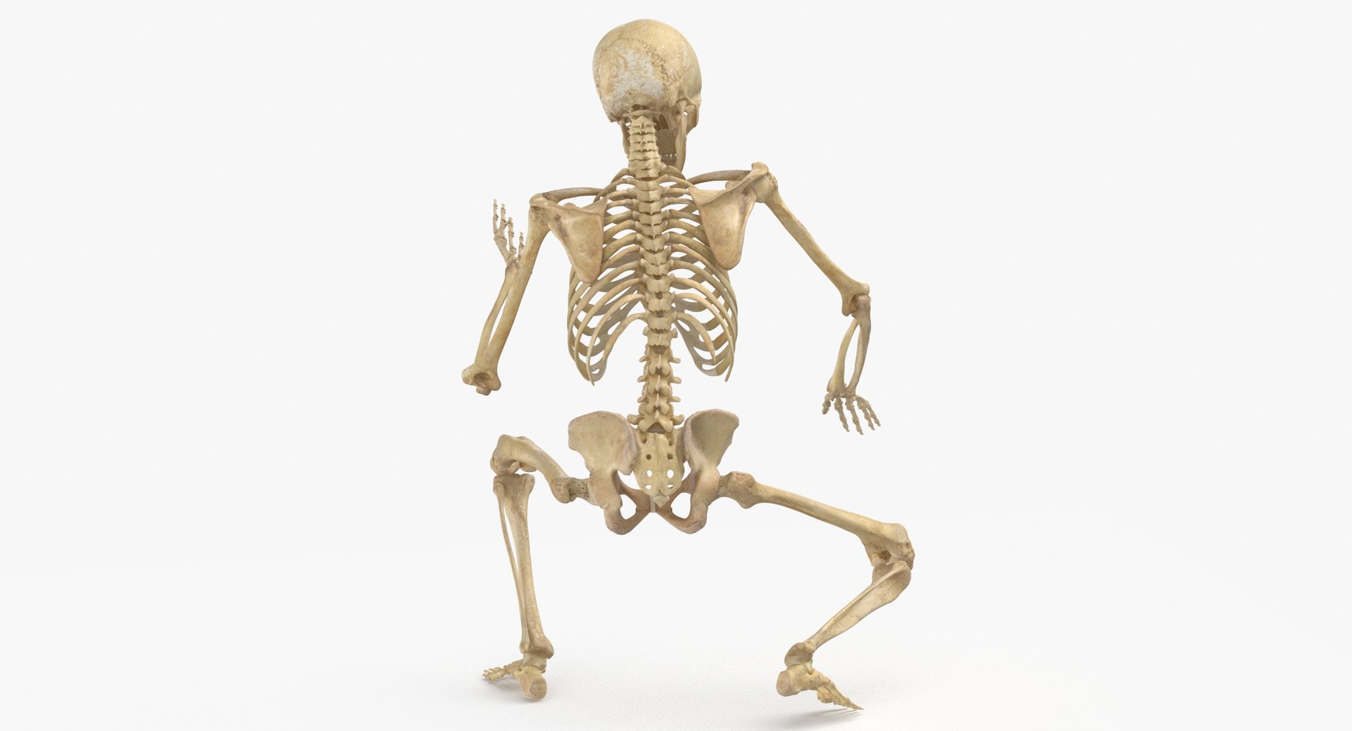 Real human female skeleton model - TurboSquid 1692419