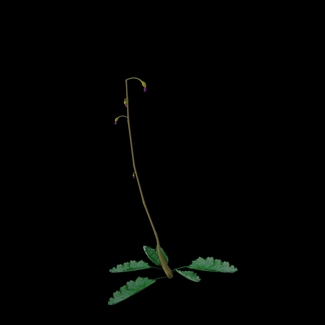 Flowers Open Animation Model - TurboSquid 1563319