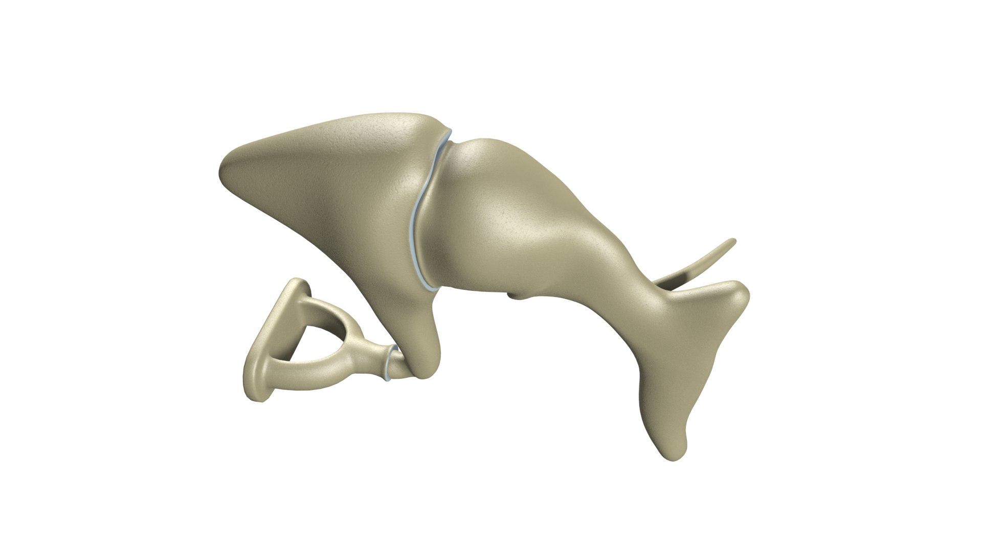 Middle Ear Auditory Ossicles 3D Model - TurboSquid 2022543