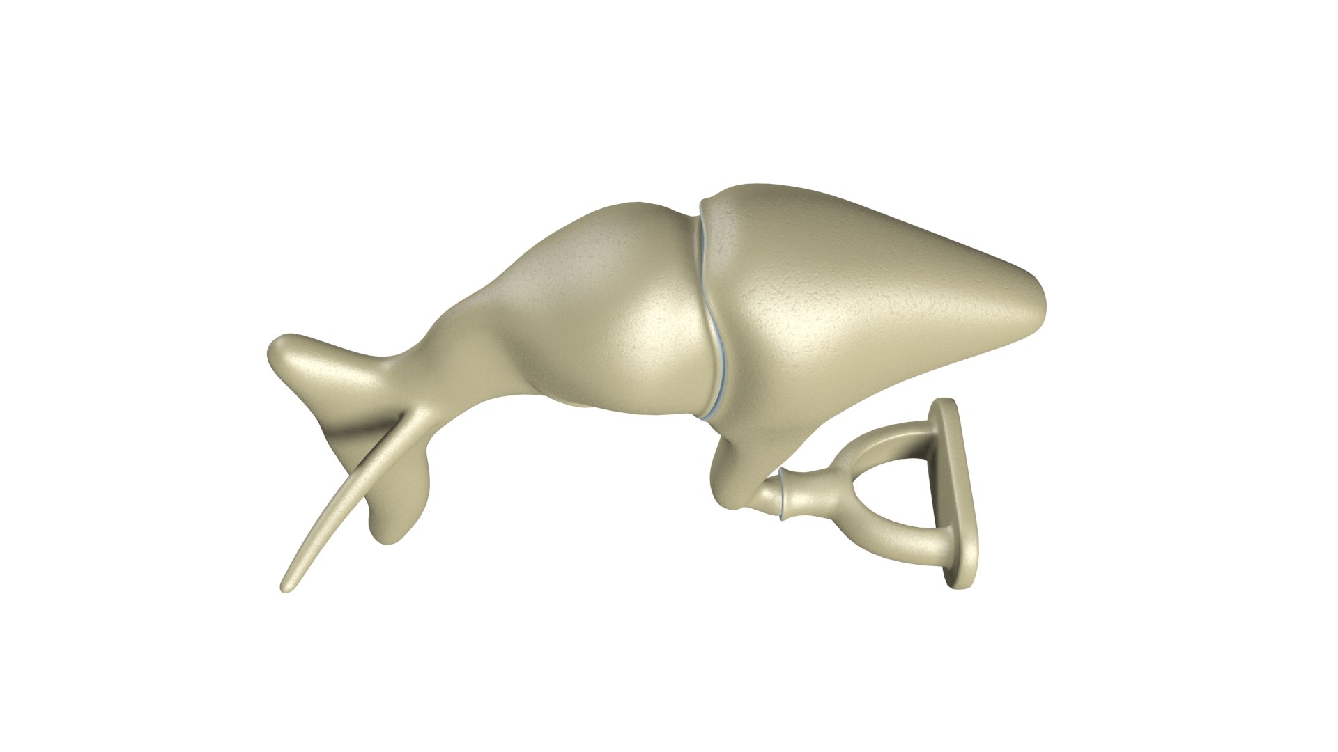 Middle Ear Auditory Ossicles 3D Model - TurboSquid 2022543