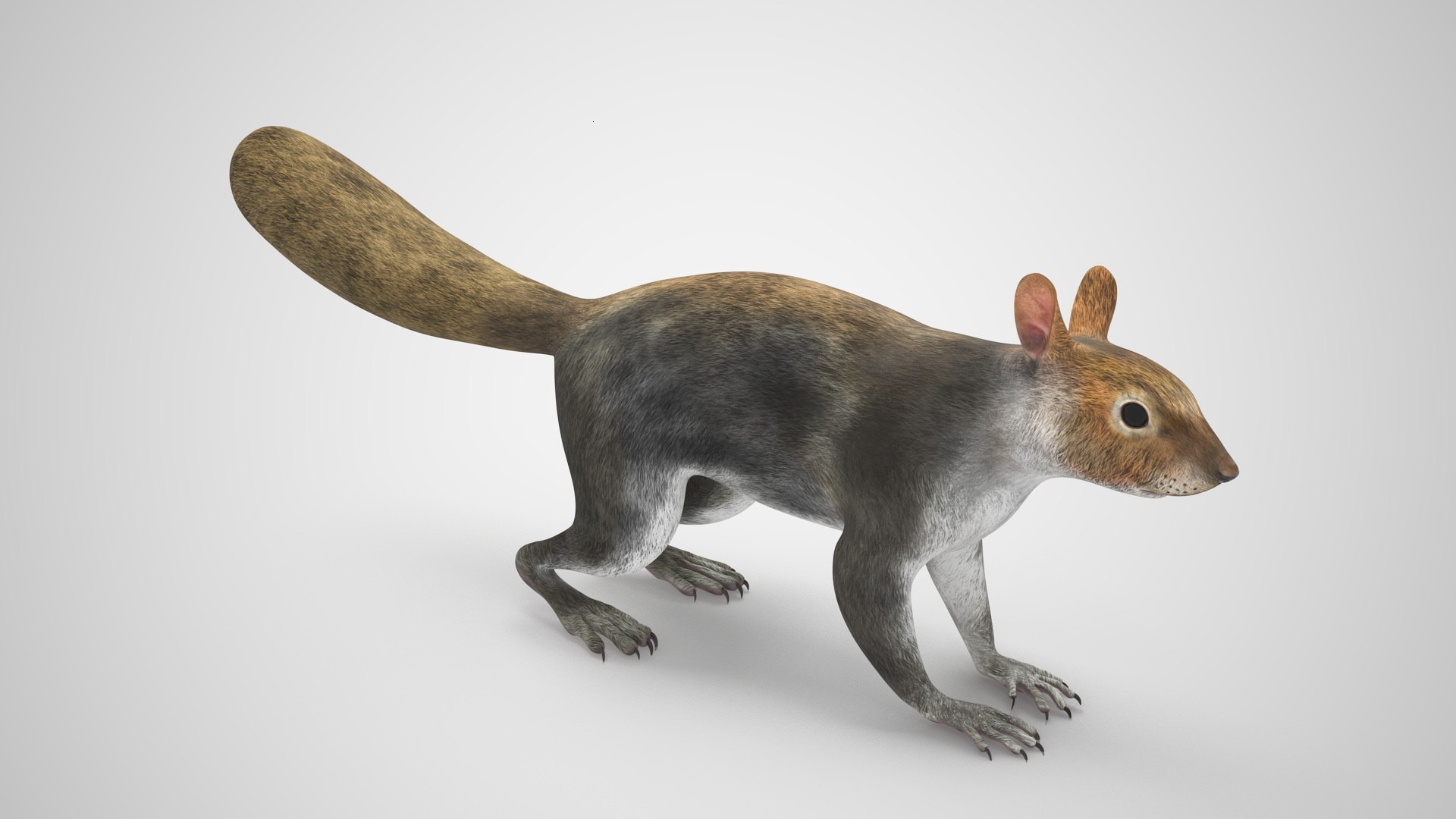 Gray Squirrel Rigged Model - TurboSquid 2264270