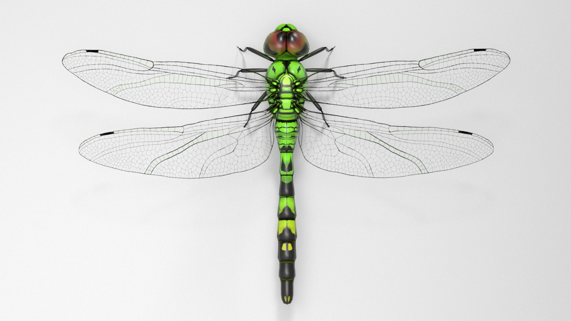 Dragonfly 3D model - TurboSquid 1965915