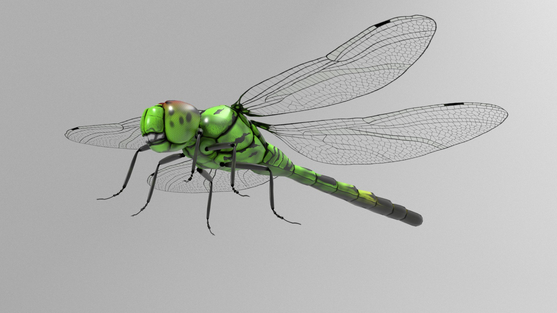 Dragonfly 3D Model - TurboSquid 1965915