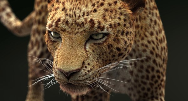 3D model leopard animation 3 fur - TurboSquid 1353712
