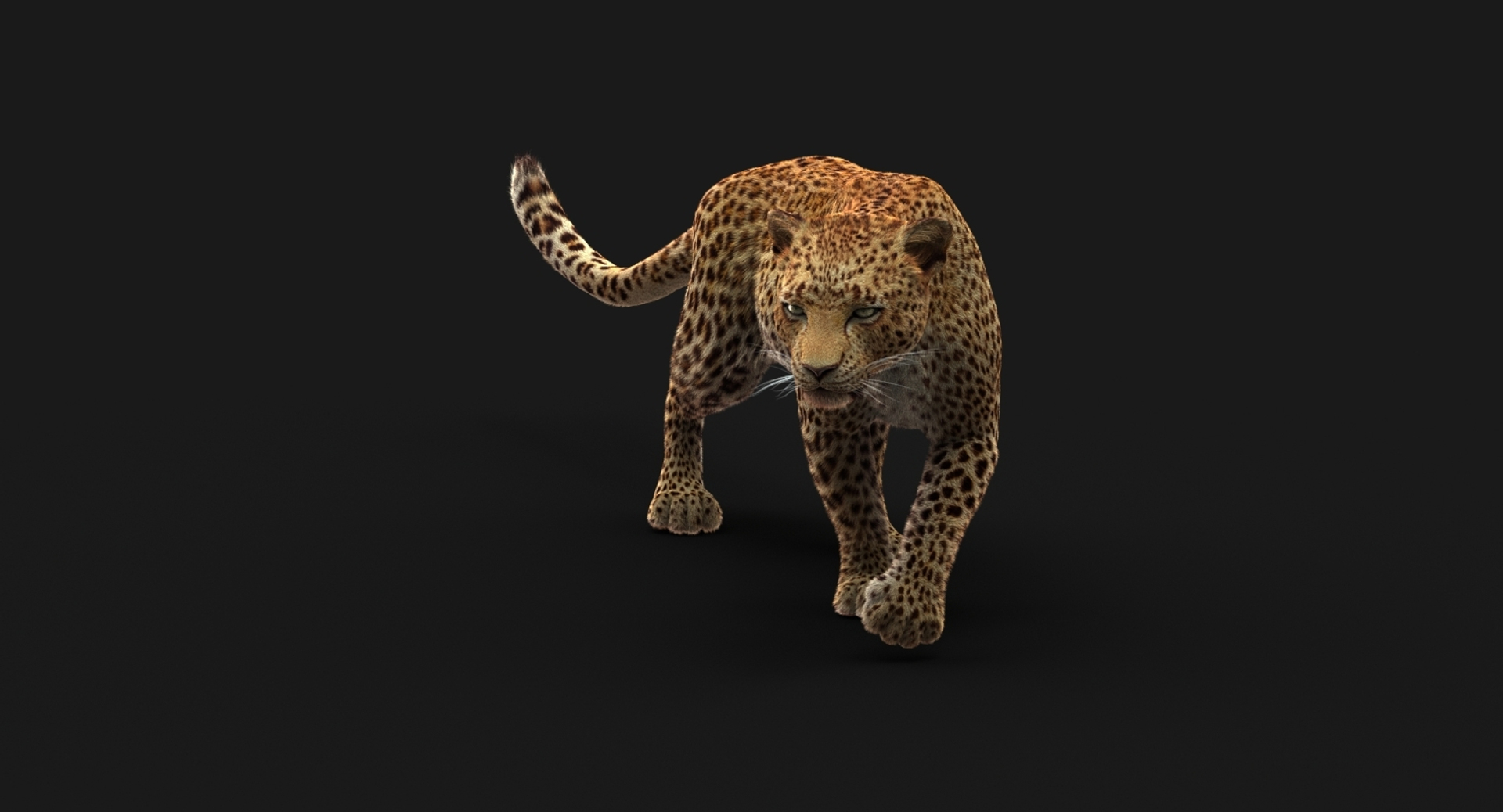 3D Model Leopard Animation 3 Fur - TurboSquid 1353712