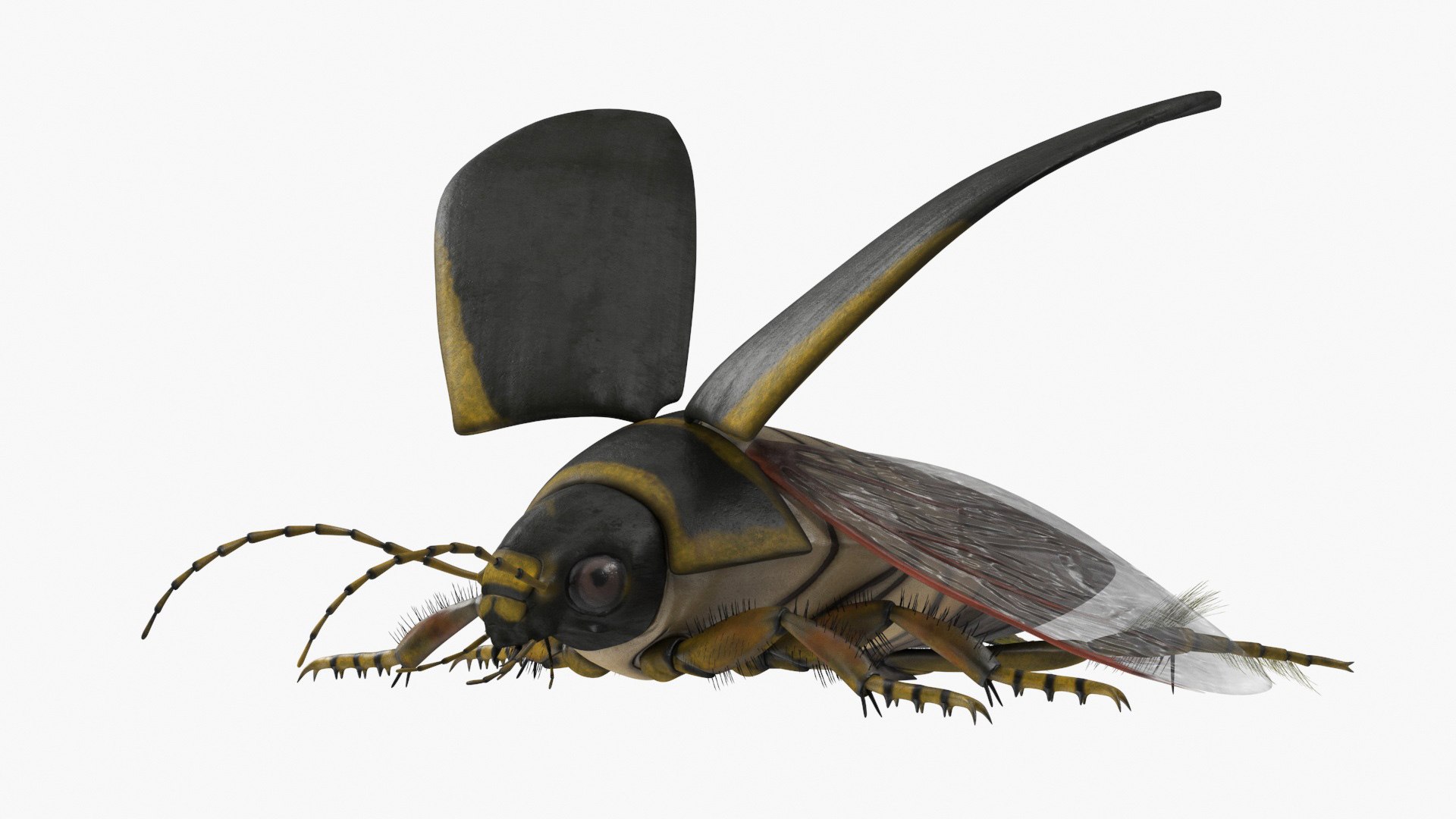3D Insect Water Beetle Brown Rigged Model - TurboSquid 2250298