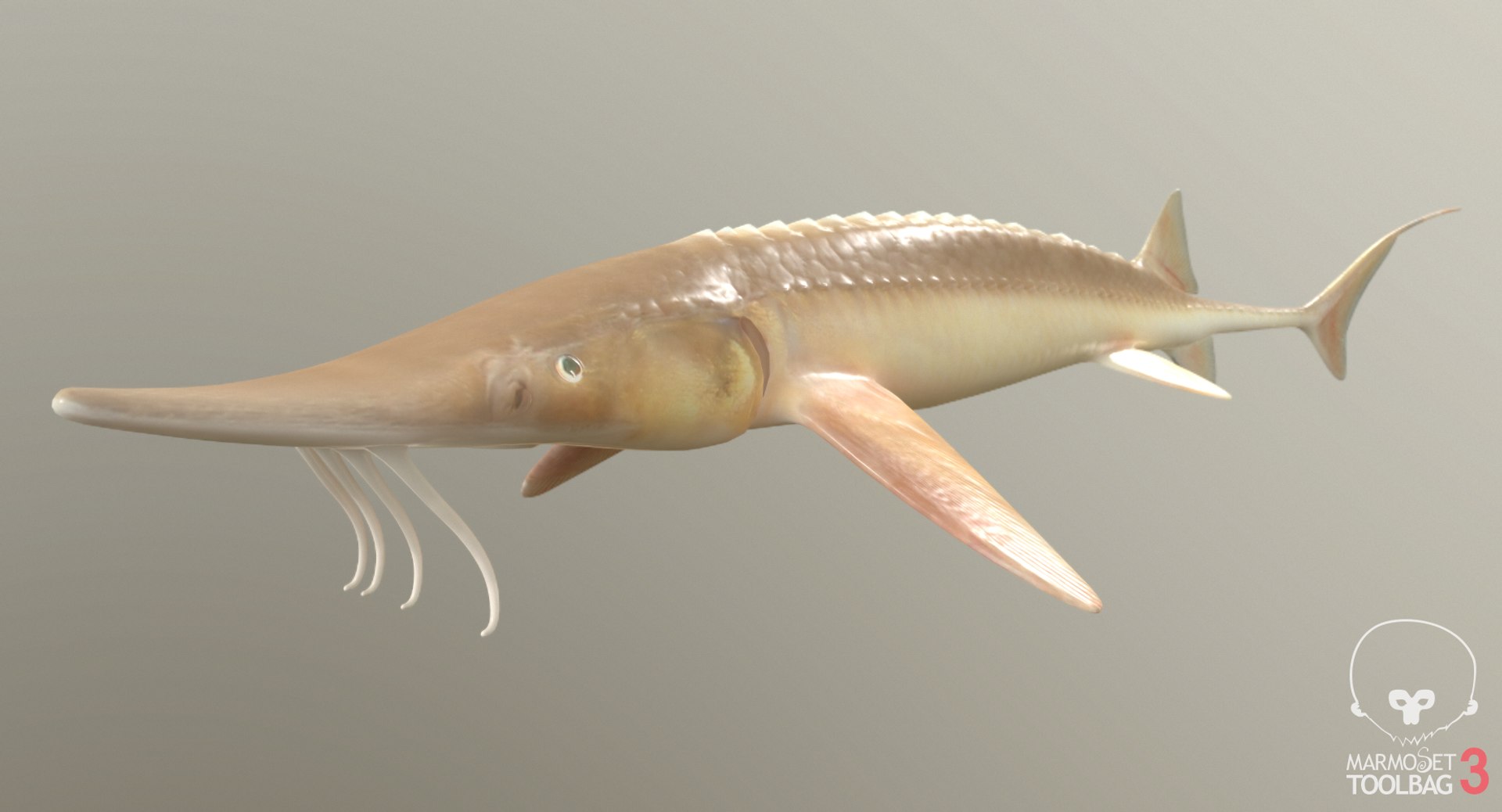 Shovelnose Sturgeon 3D - TurboSquid 1384444