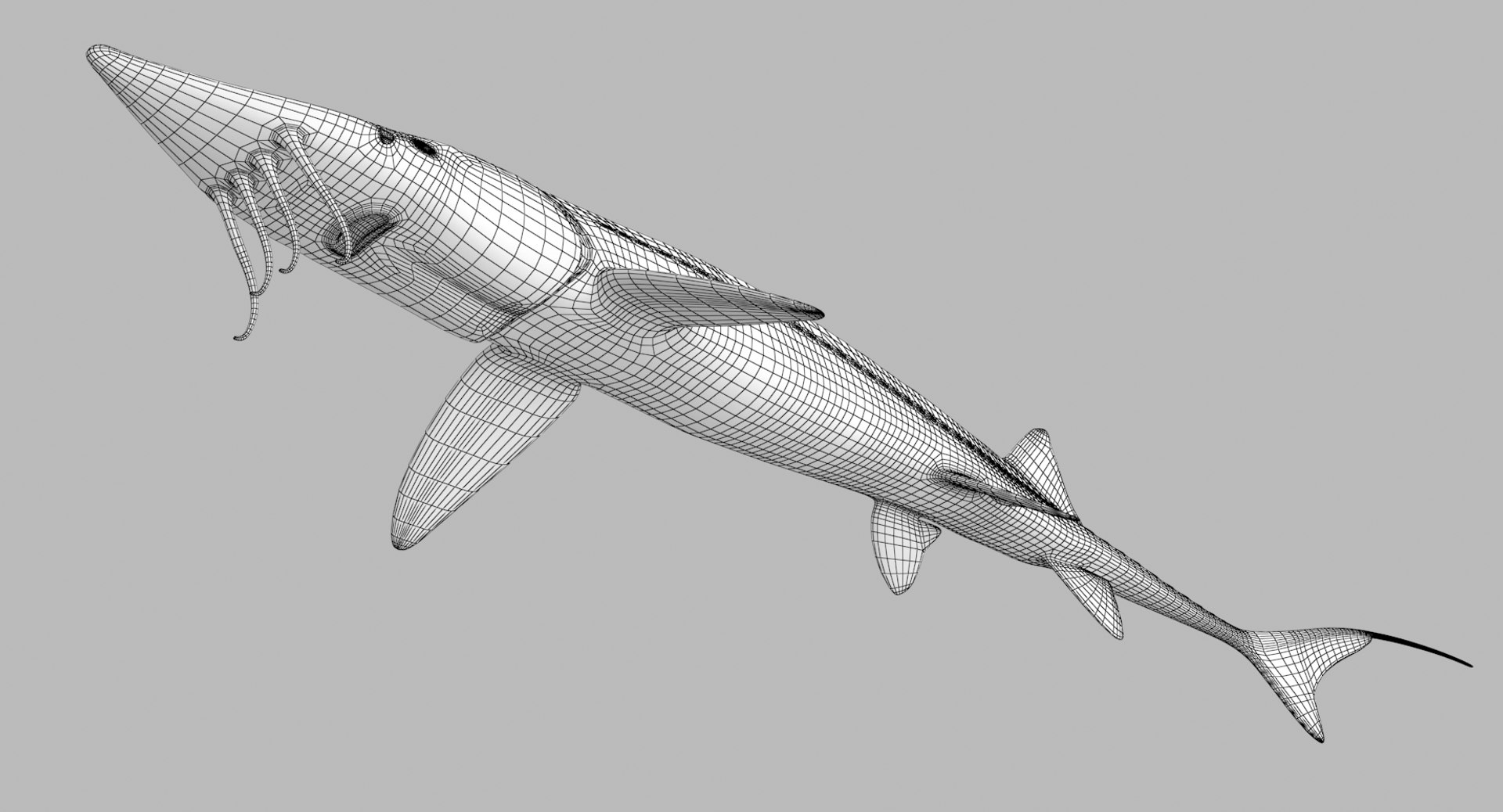 Shovelnose Sturgeon 3D - TurboSquid 1384444