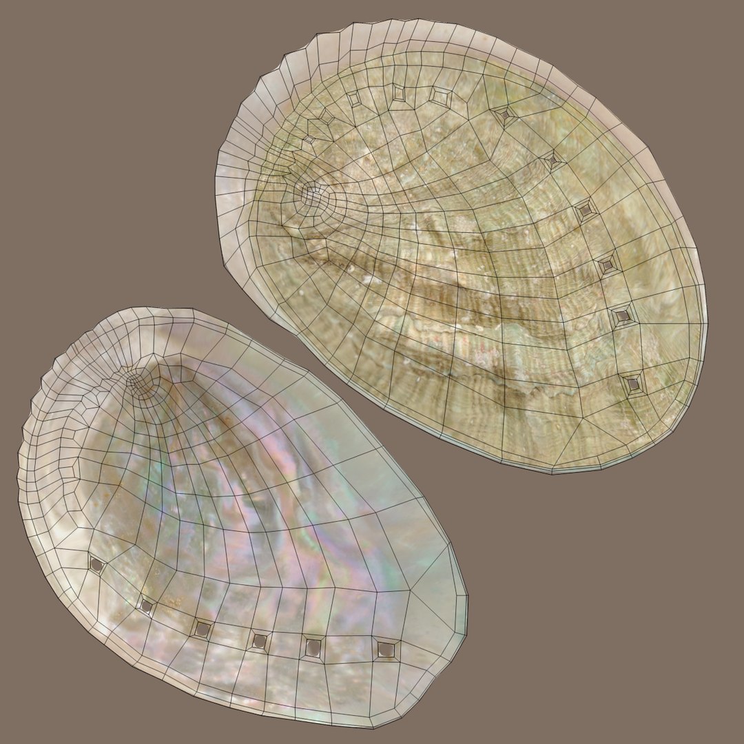 3D Seashell 6 Model - TurboSquid 1254654