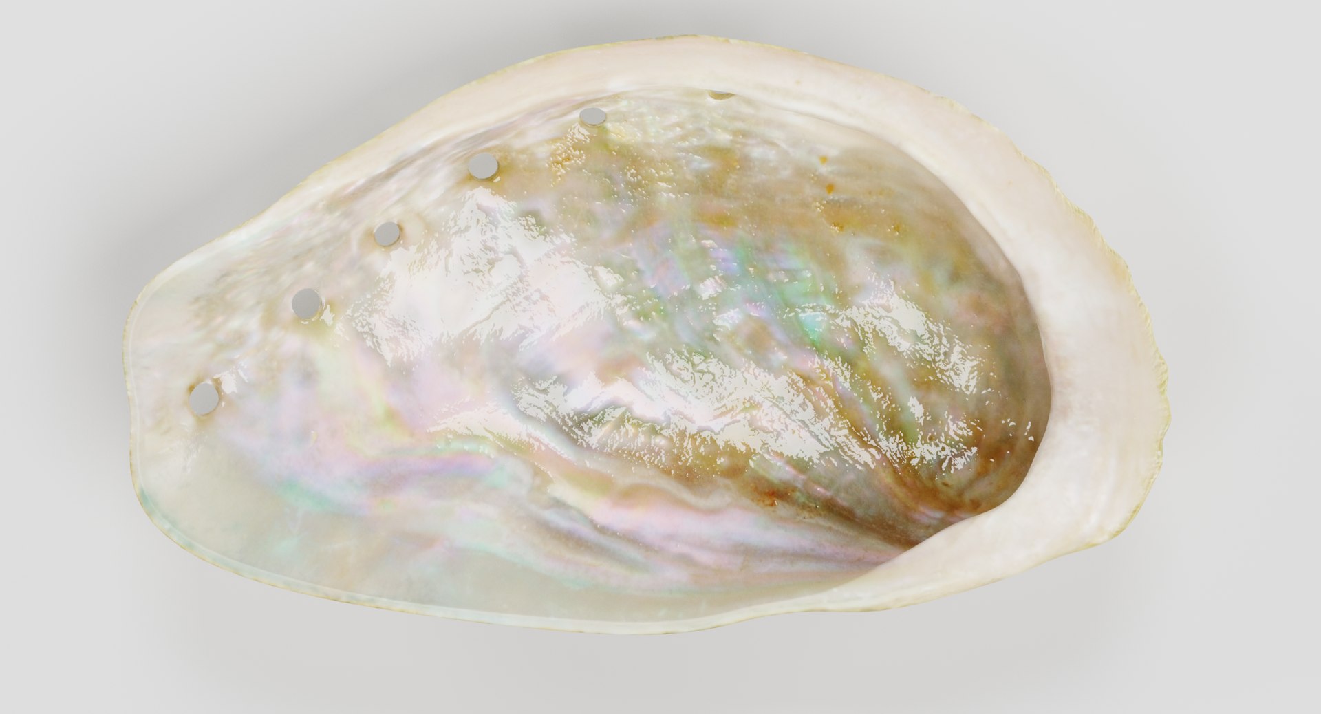 3D Seashell 6 Model - TurboSquid 1254654