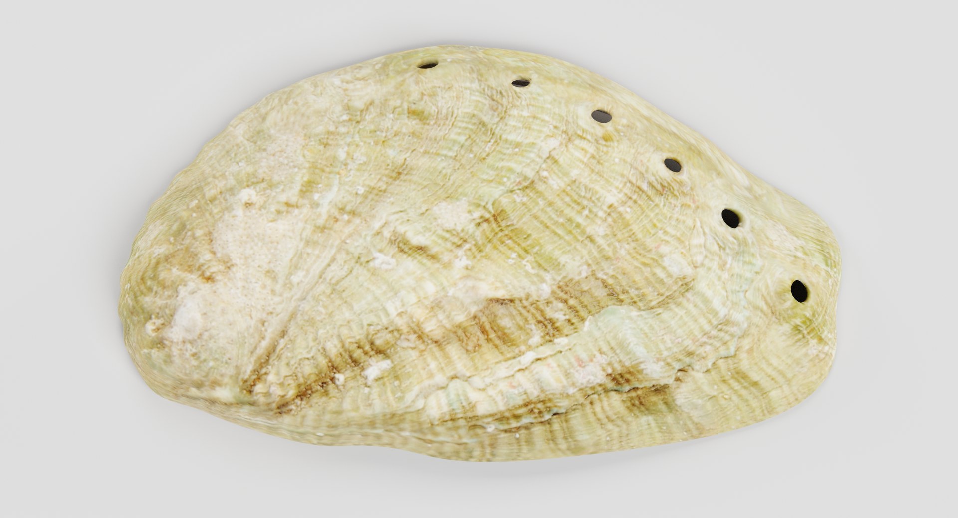 3D Seashell 6 Model - TurboSquid 1254654