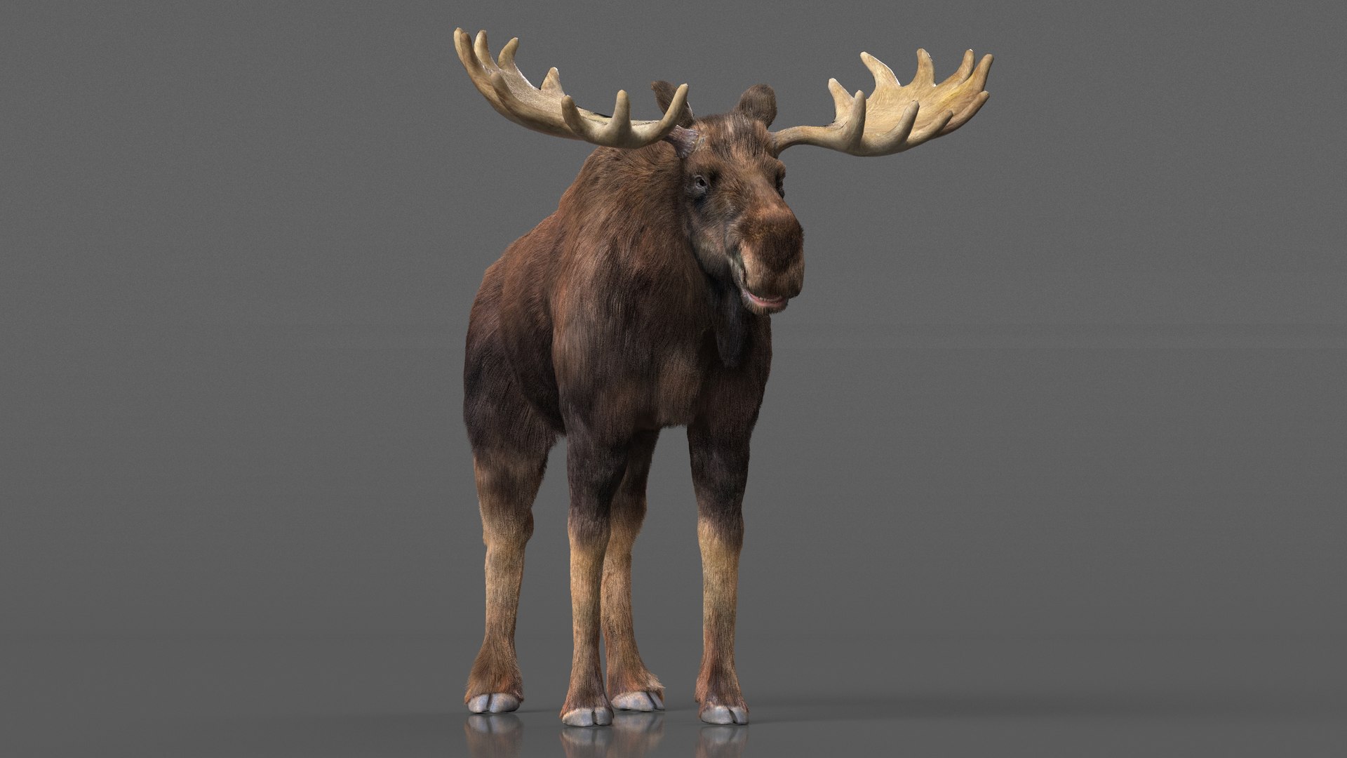 Bull Moose Fur 3D Model - TurboSquid 2088894