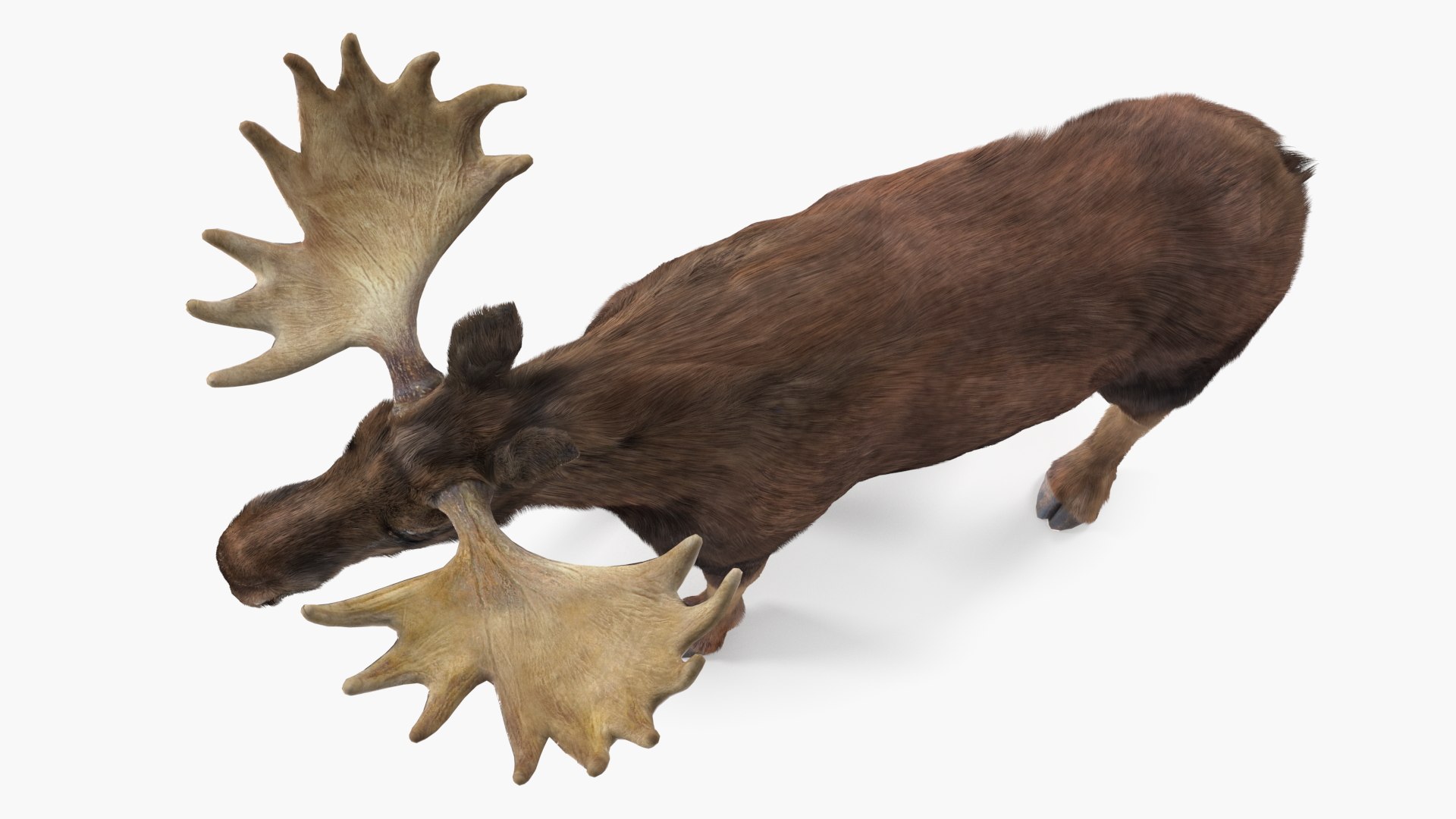 Bull Moose Fur 3D Model - TurboSquid 2088894
