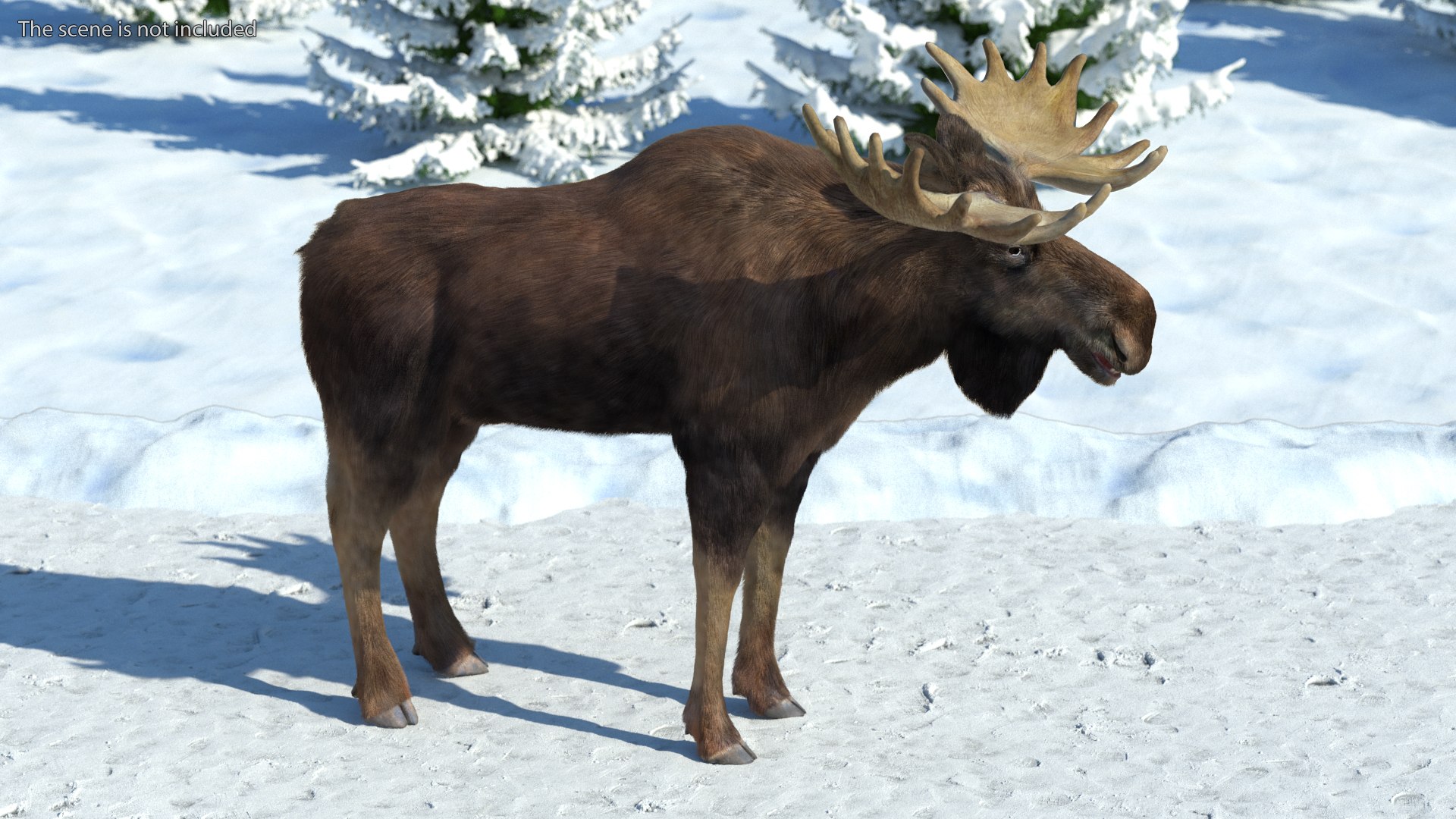 Bull Moose Fur 3D Model - TurboSquid 2088894