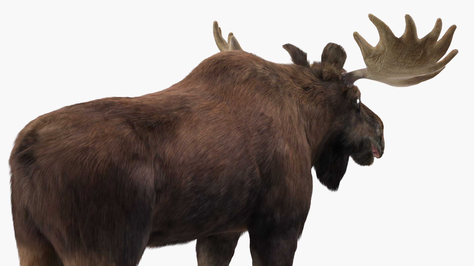 Bull Moose Fur 3D Model - TurboSquid 2088894