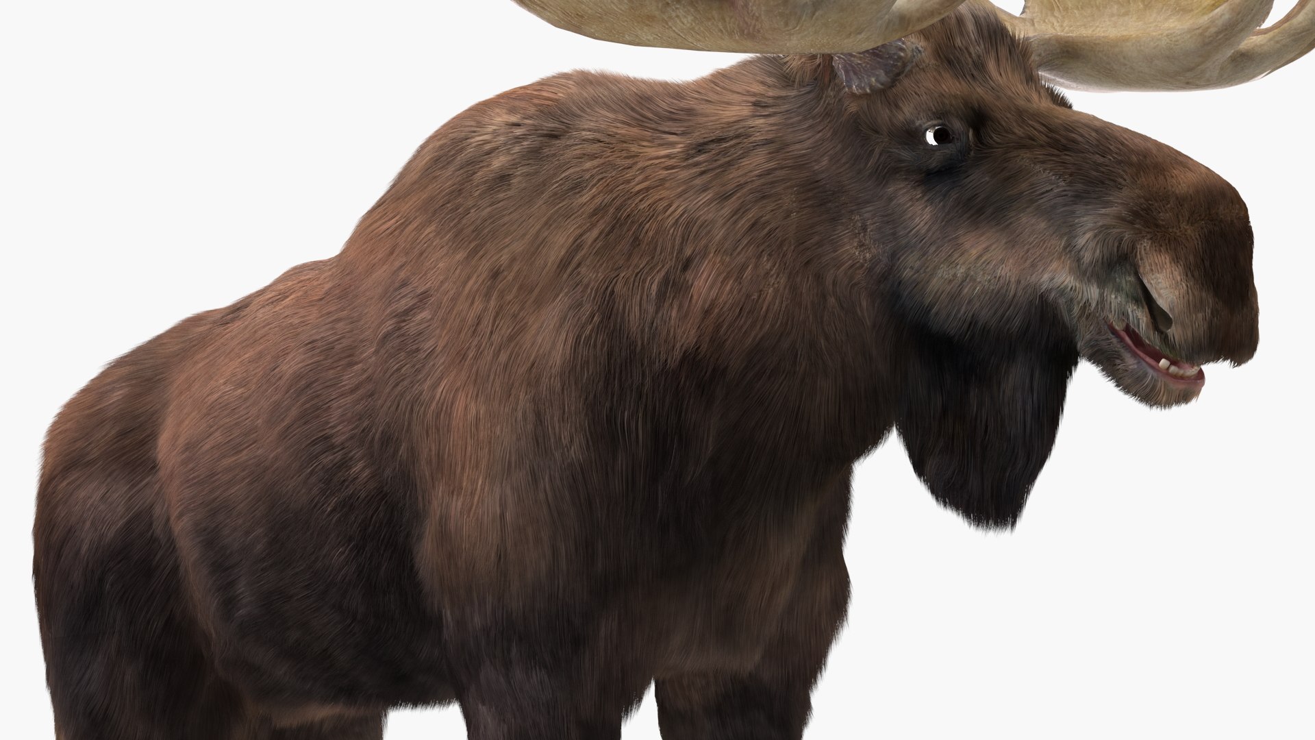 Bull Moose Fur 3D Model - TurboSquid 2088894
