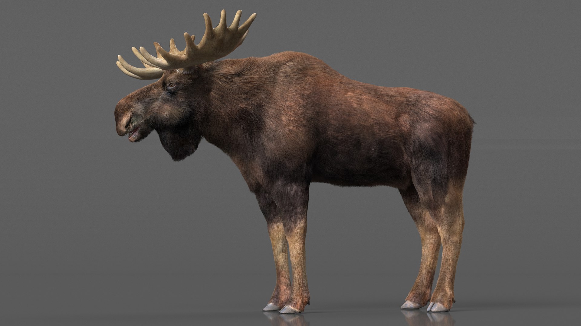Bull Moose Fur 3D Model - TurboSquid 2088894