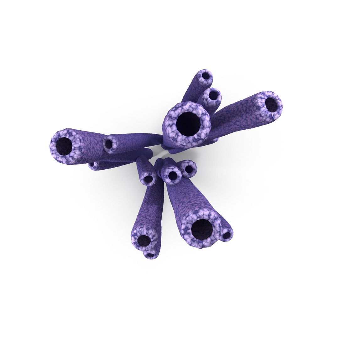 Blue Tube Sponges 3D Model - TurboSquid 2231629