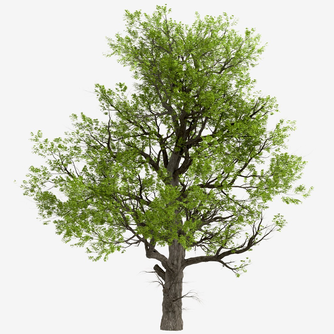 3D Blue Ash Or Fraxinus Quadrangulata Tree - 1 Tree - TurboSquid 2000176