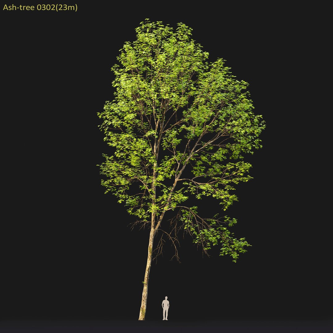 Ash-tree 03 3D Model - TurboSquid 1731443