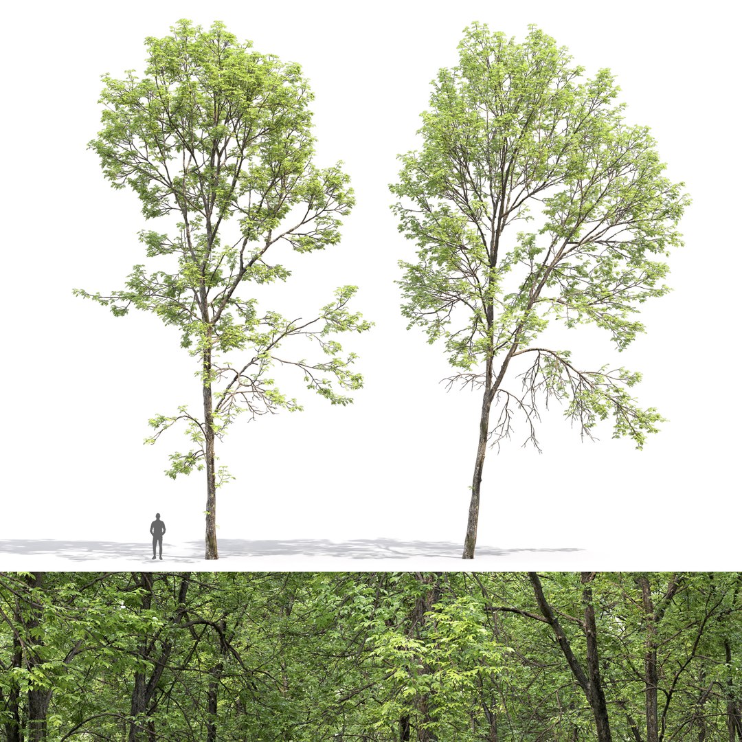 Ash-tree 03 3D Model - TurboSquid 1731443