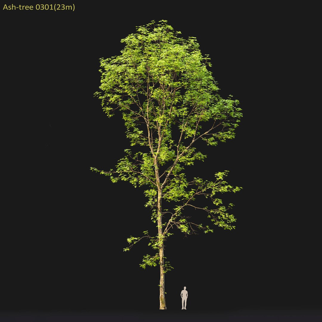 Ash-tree 03 3D Model - TurboSquid 1731443