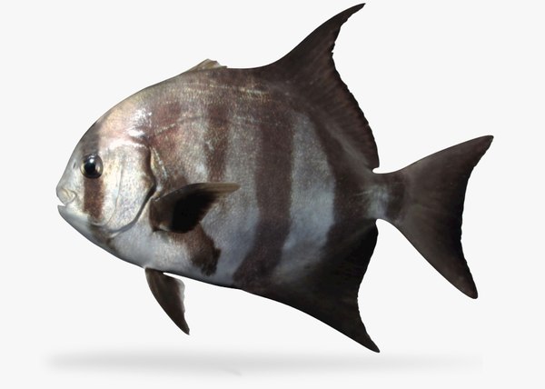 Pacific spadefish 3D | 1145403 | TurboSquid