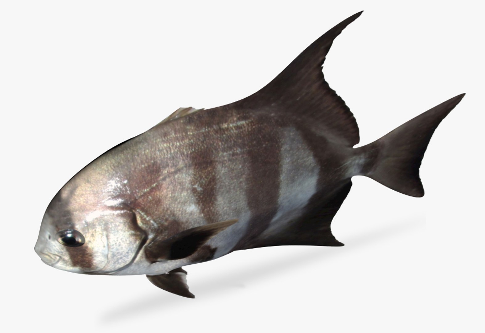 Pacific Spadefish 3D | 1145403 | TurboSquid