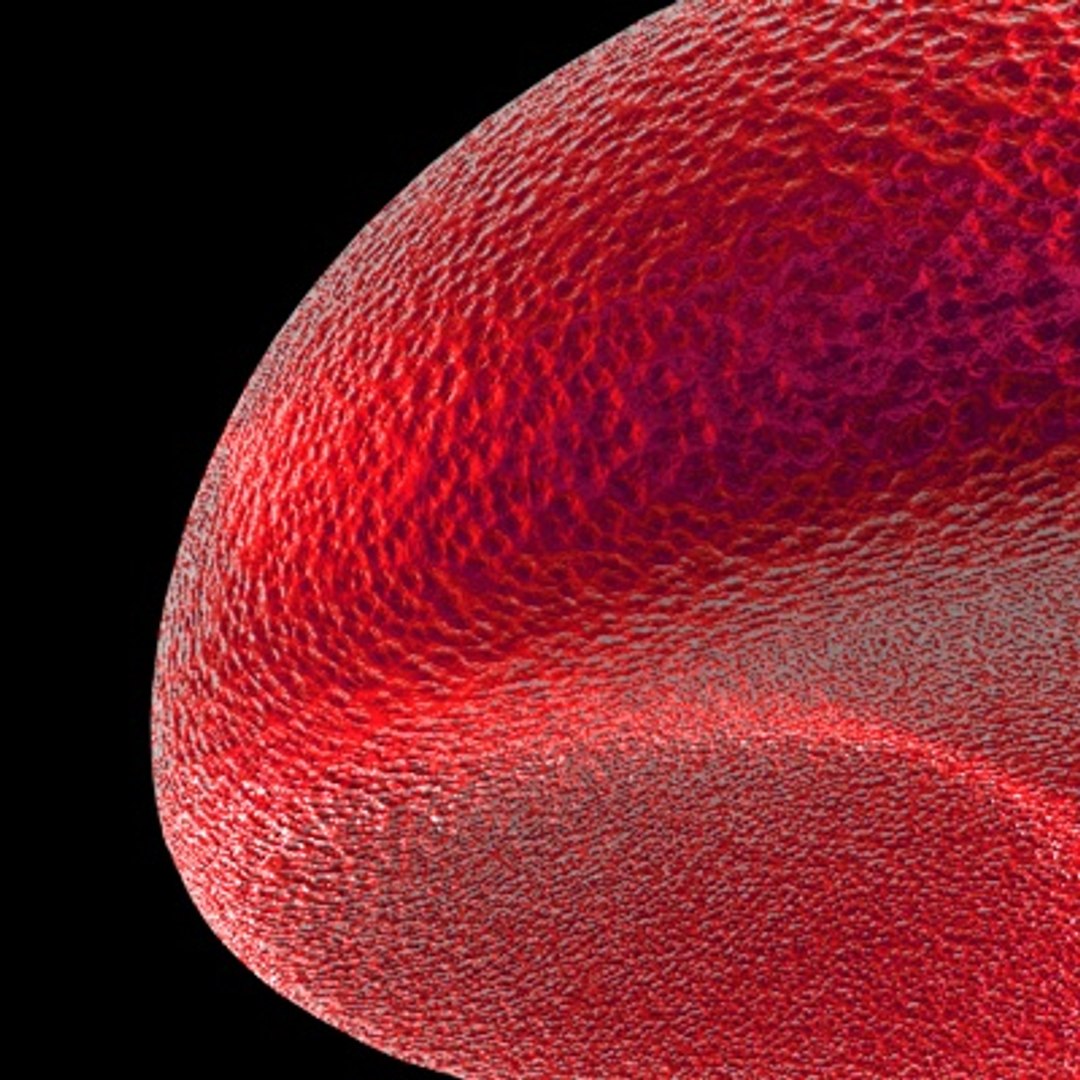 red blood cell 3d obj