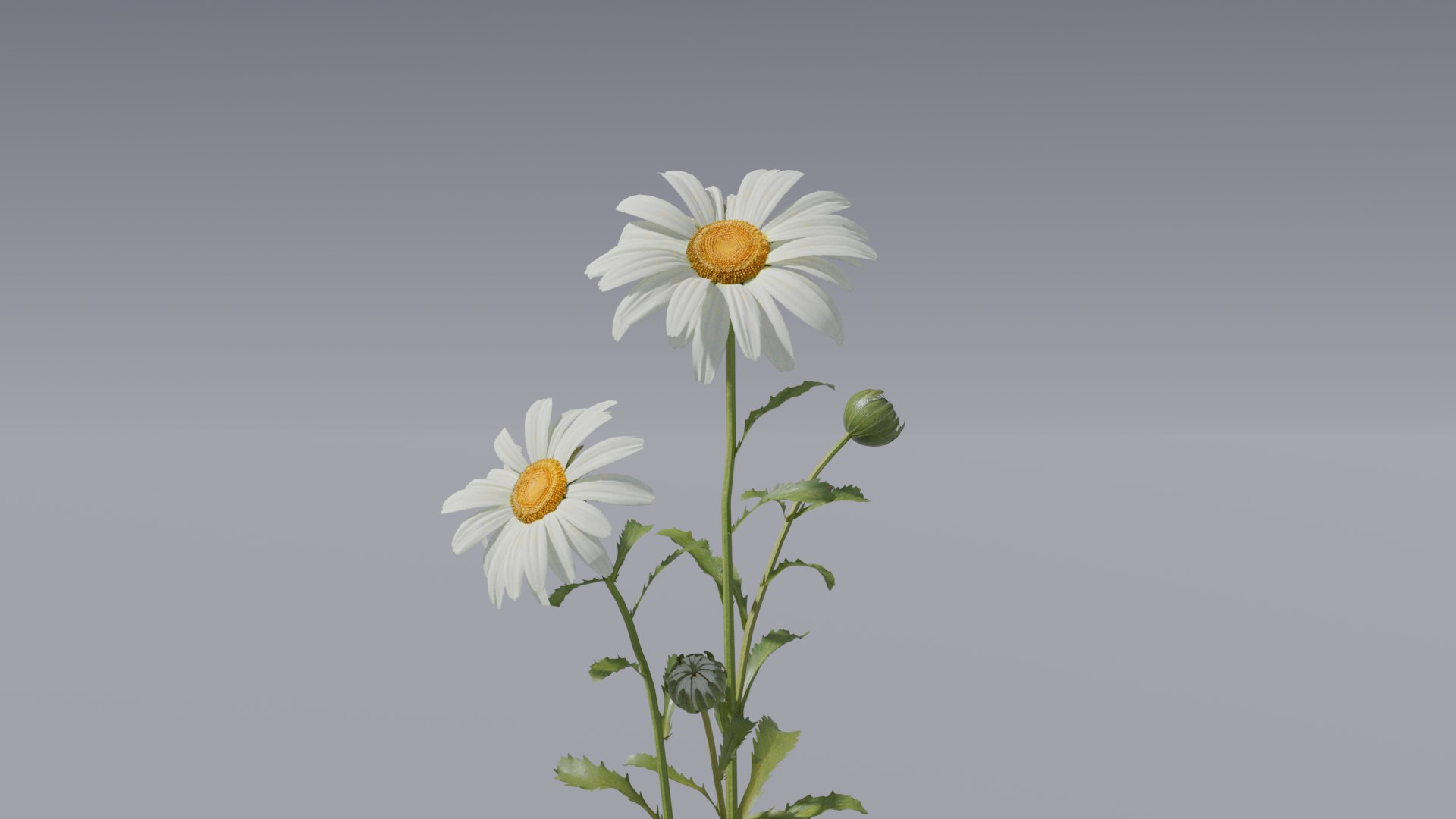 Realistic Daisies Flowering 3D - TurboSquid 1573347