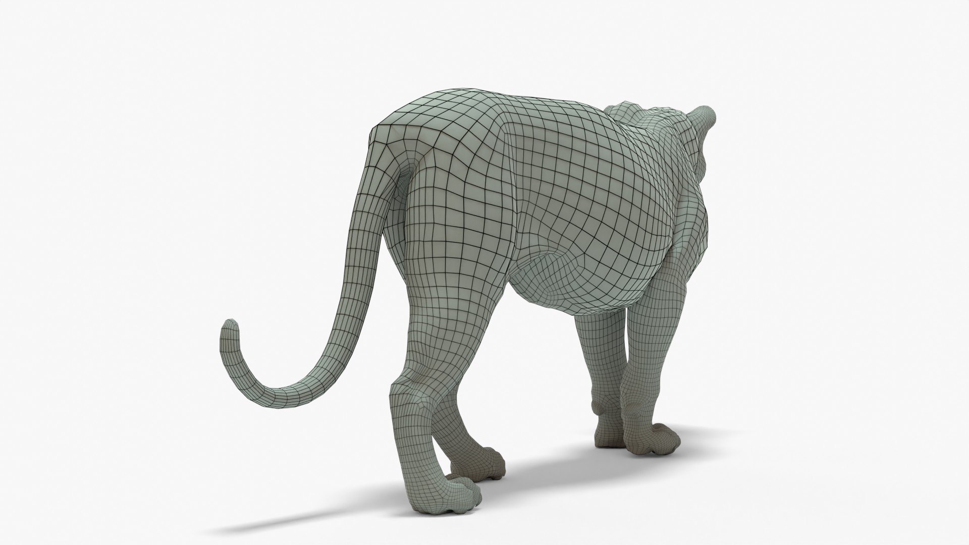 Lion Rigged Basemesh 3D model - TurboSquid 2076571