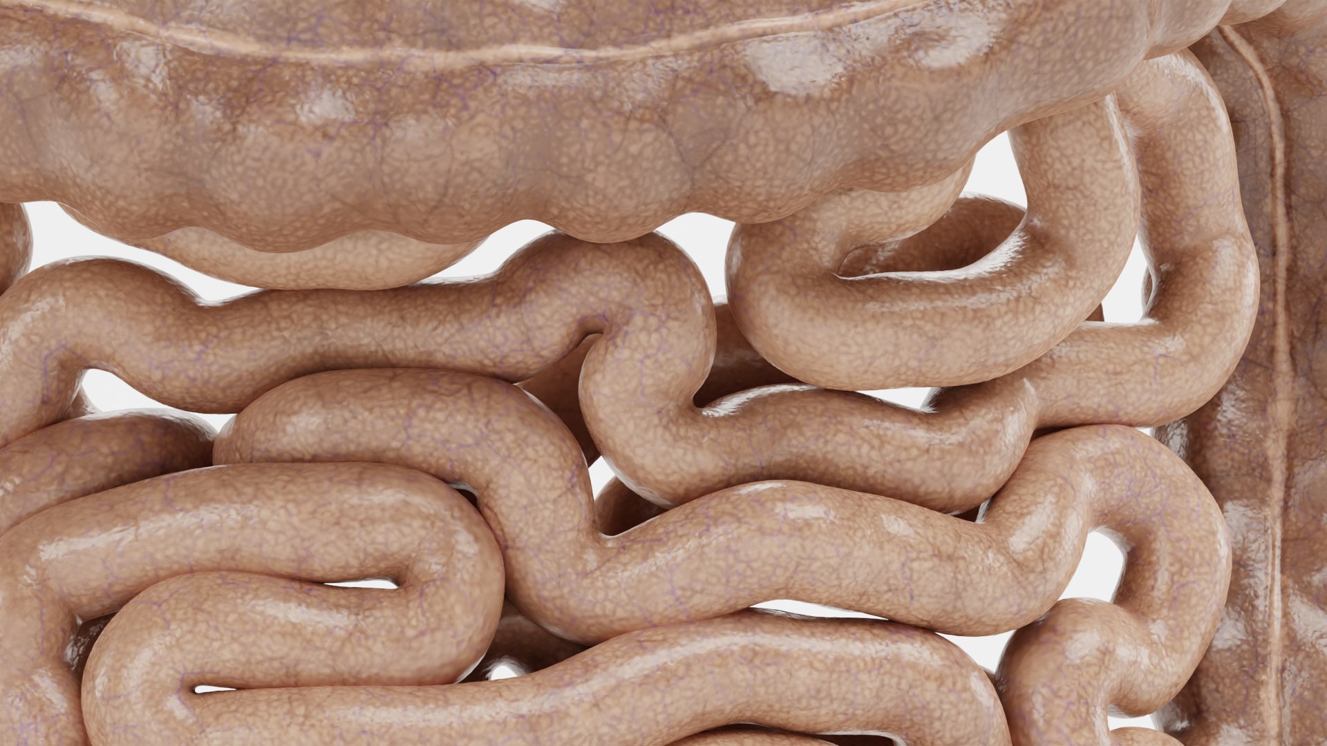 3D Intestines - TurboSquid 1755799
