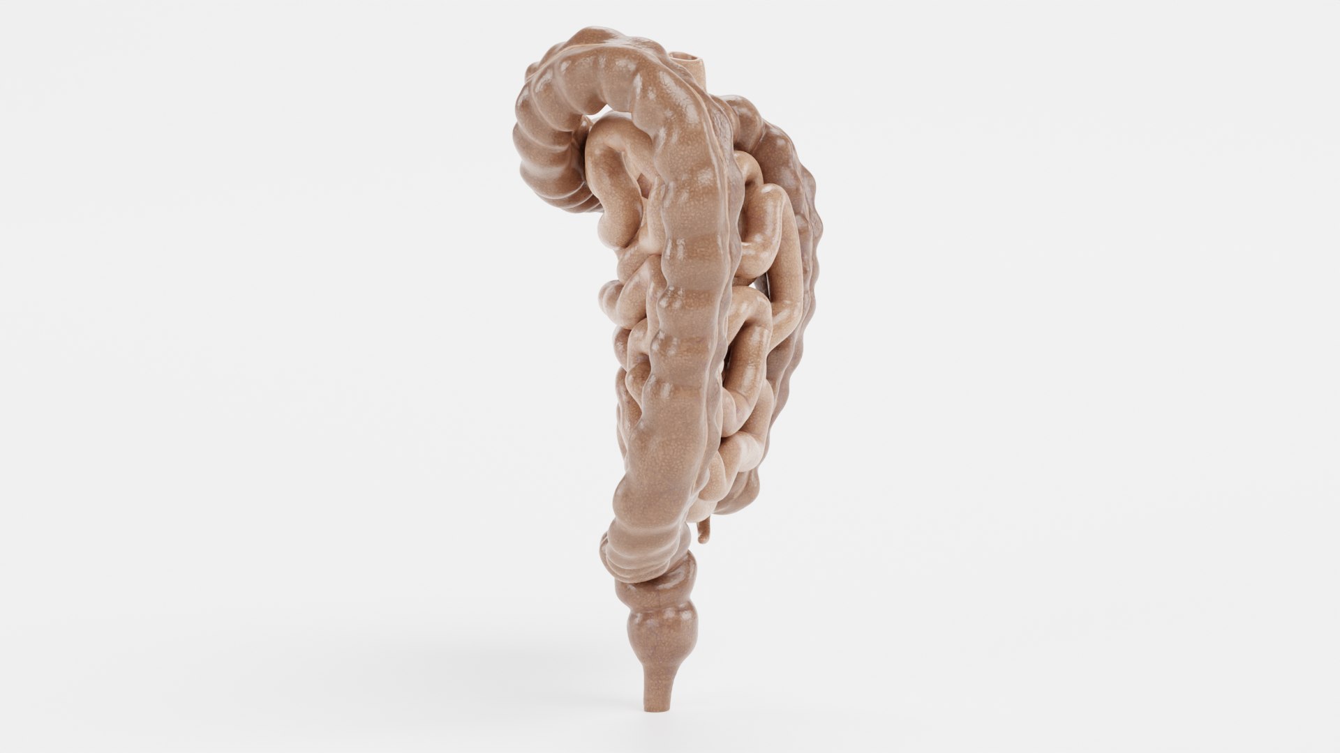 3D Intestines - TurboSquid 1755799