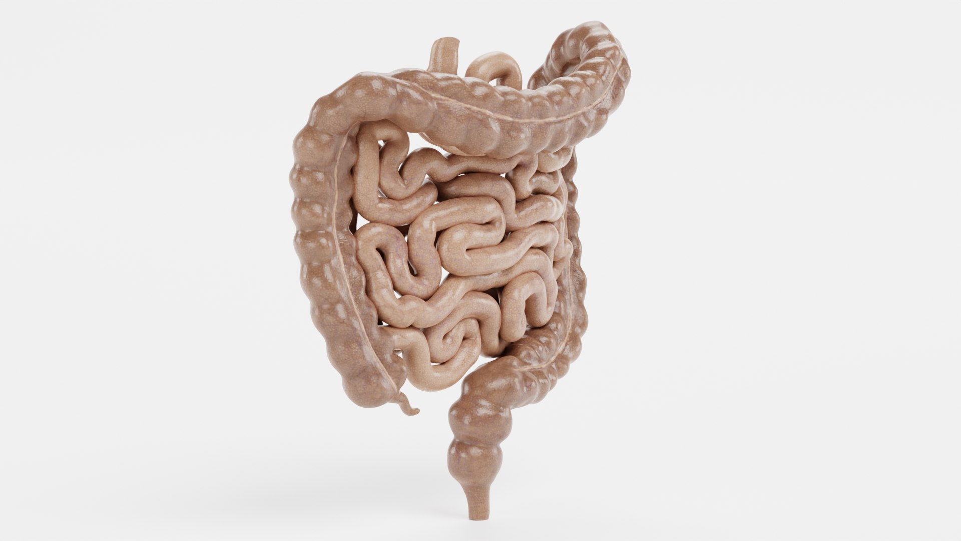 3D Intestines - TurboSquid 1755799