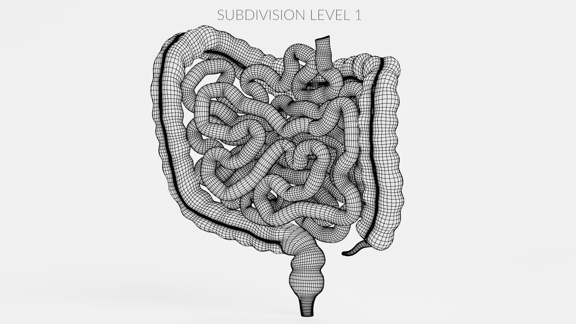 3D Intestines - TurboSquid 1755799