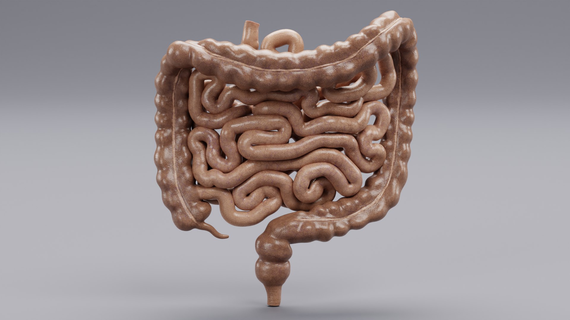 3D Intestines - TurboSquid 1755799