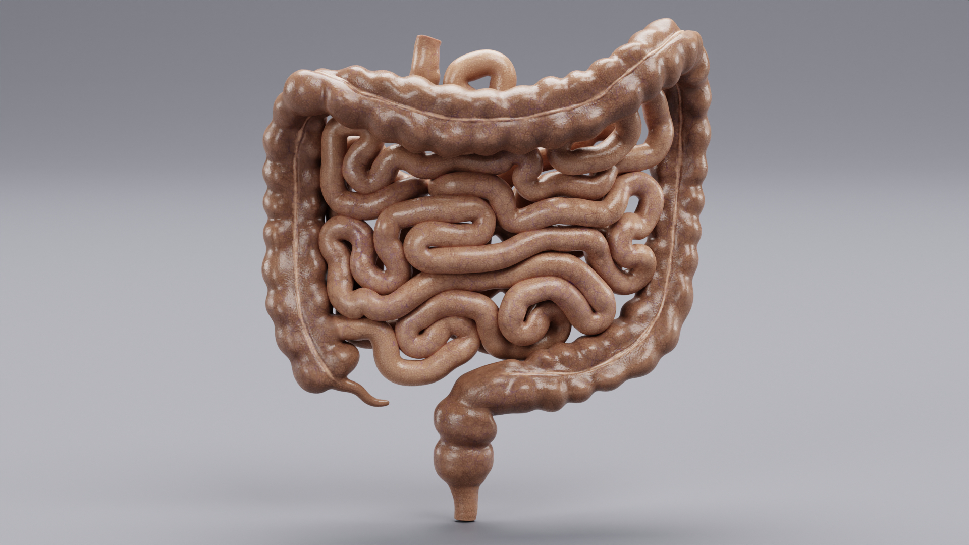 3D Intestines - TurboSquid 1755799