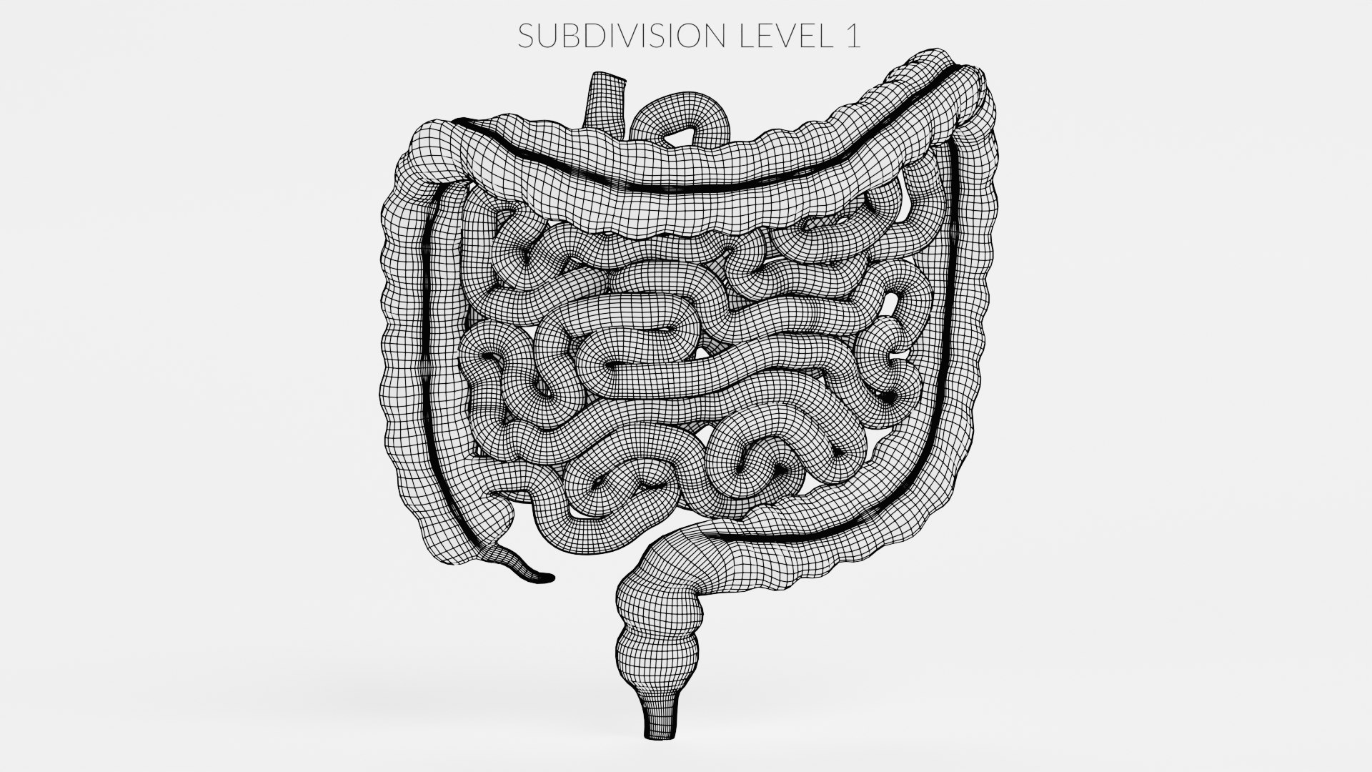 3D Intestines - TurboSquid 1755799
