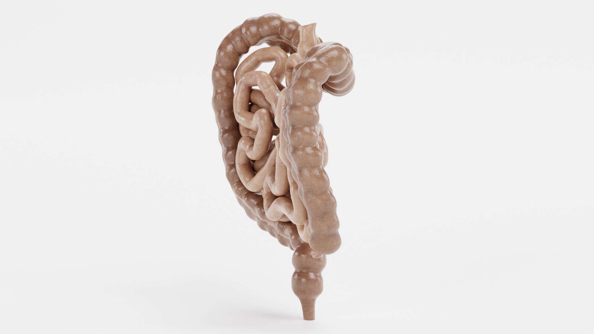 3D Intestines - TurboSquid 1755799
