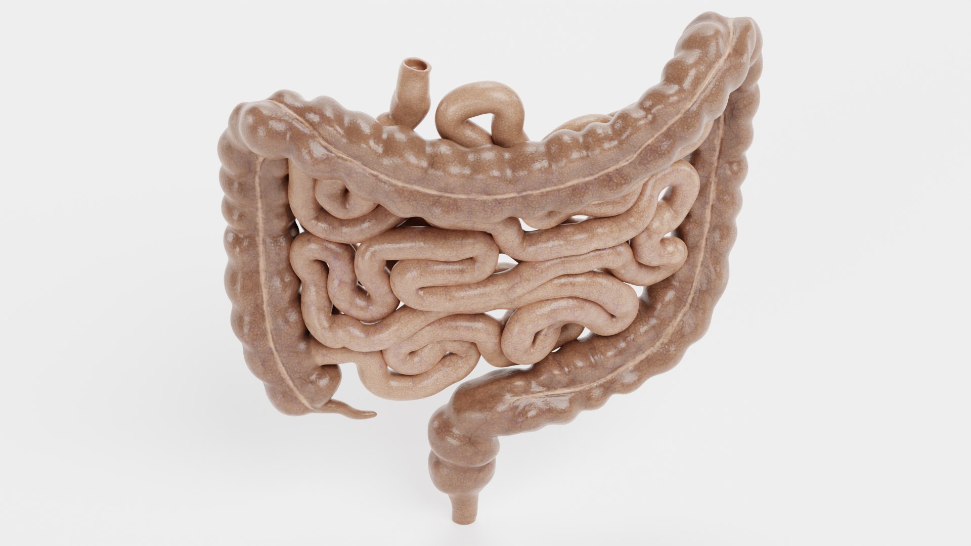 3D Intestines - TurboSquid 1755799