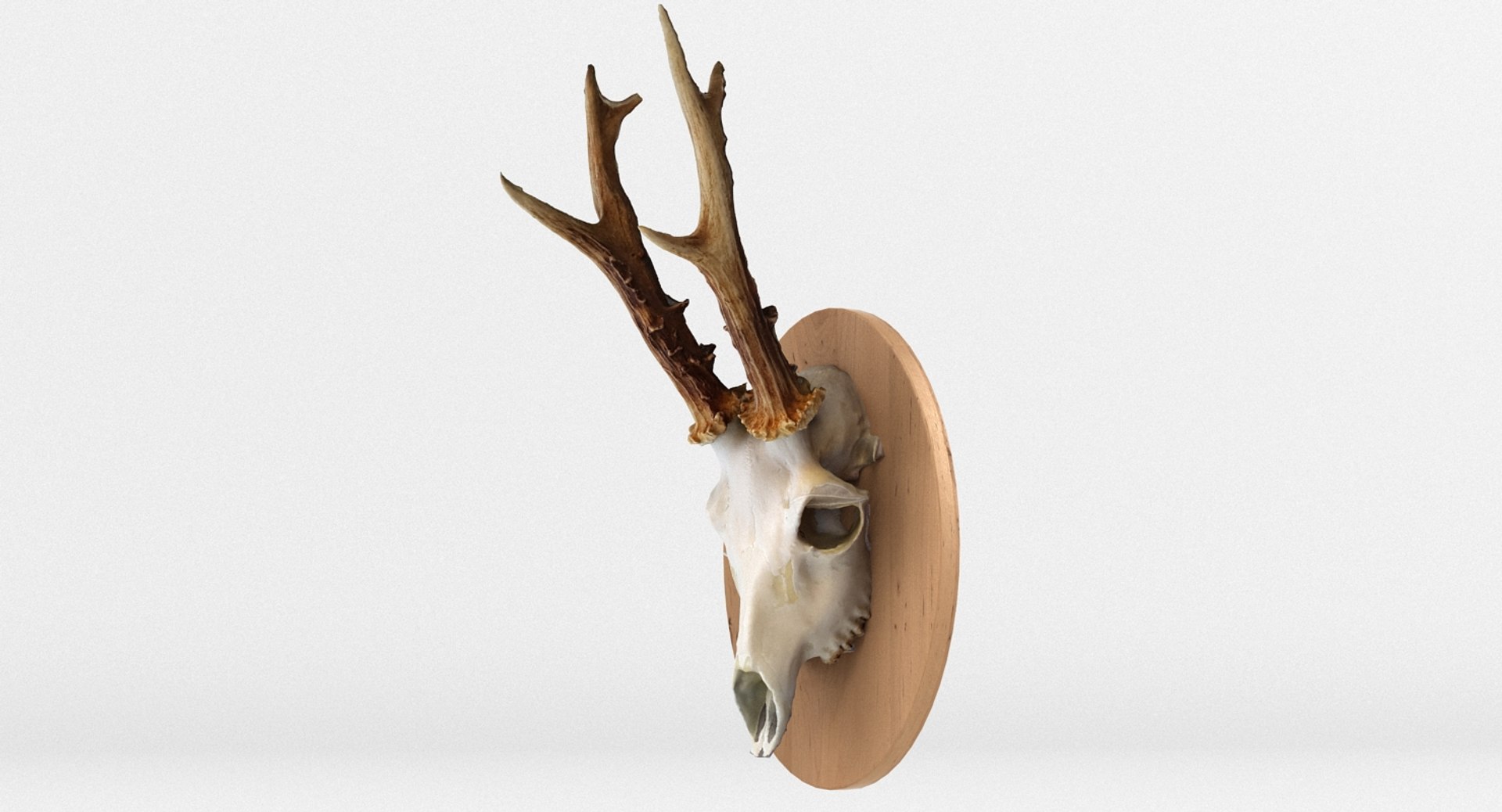 3D Scan Deer Skull Model - TurboSquid 1167160