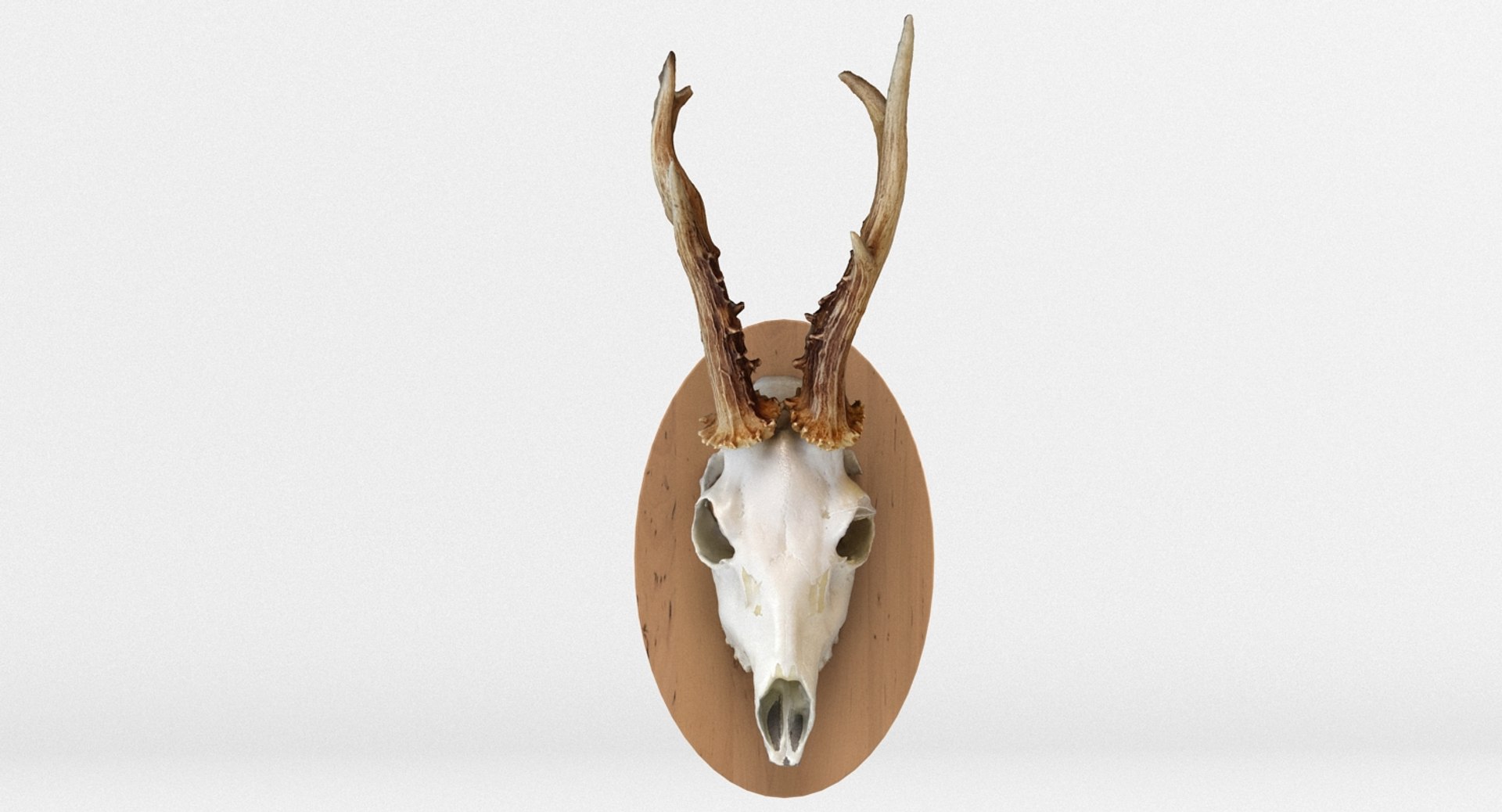 3D Scan Deer Skull Model - TurboSquid 1167160