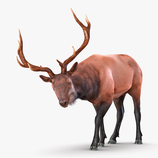 Elk 3D Models for Download | TurboSquid