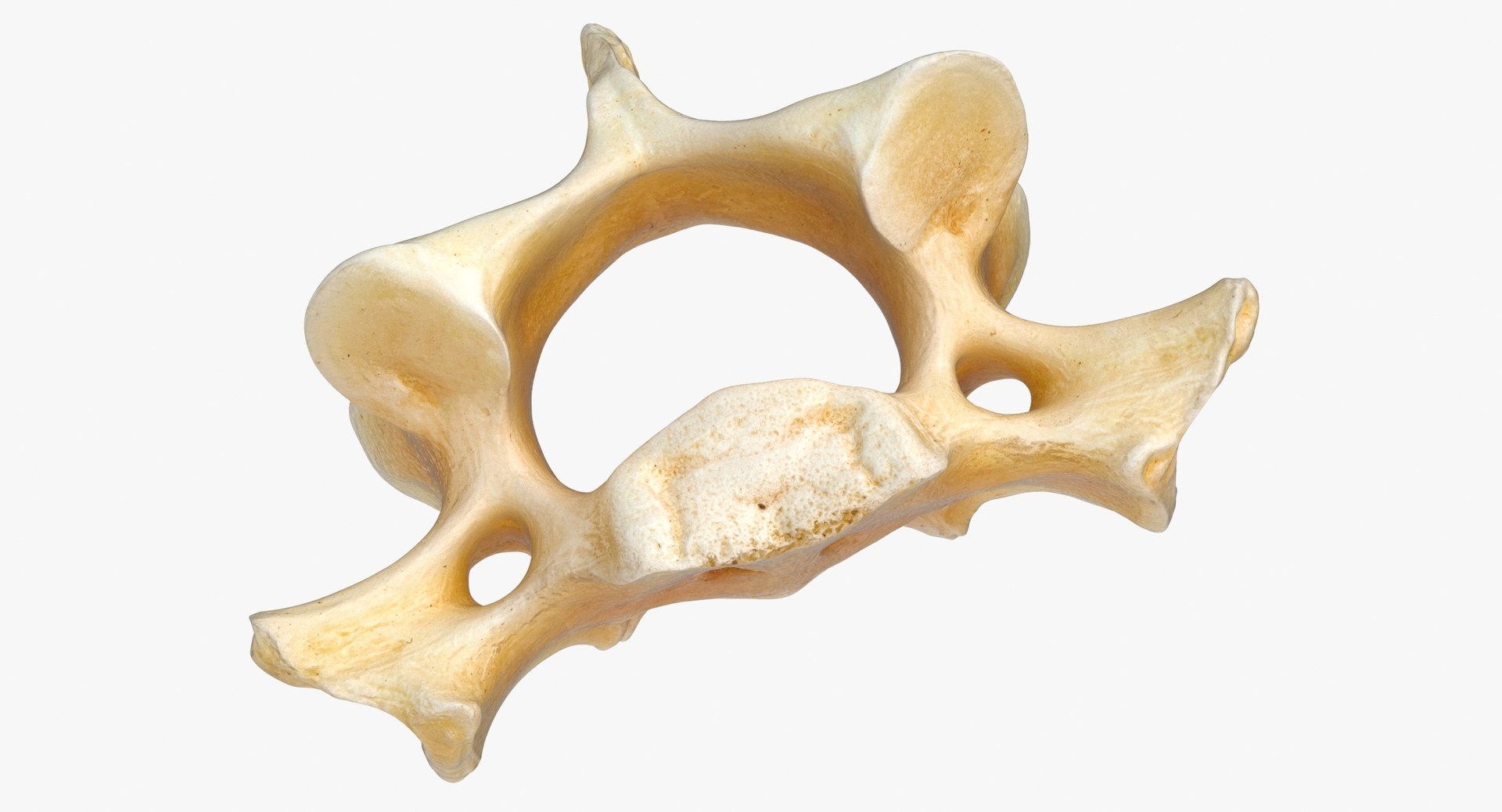 Kangaroo Red Necked Wallaby Cervical Vertebrae C6 3D Model - TurboSquid ...