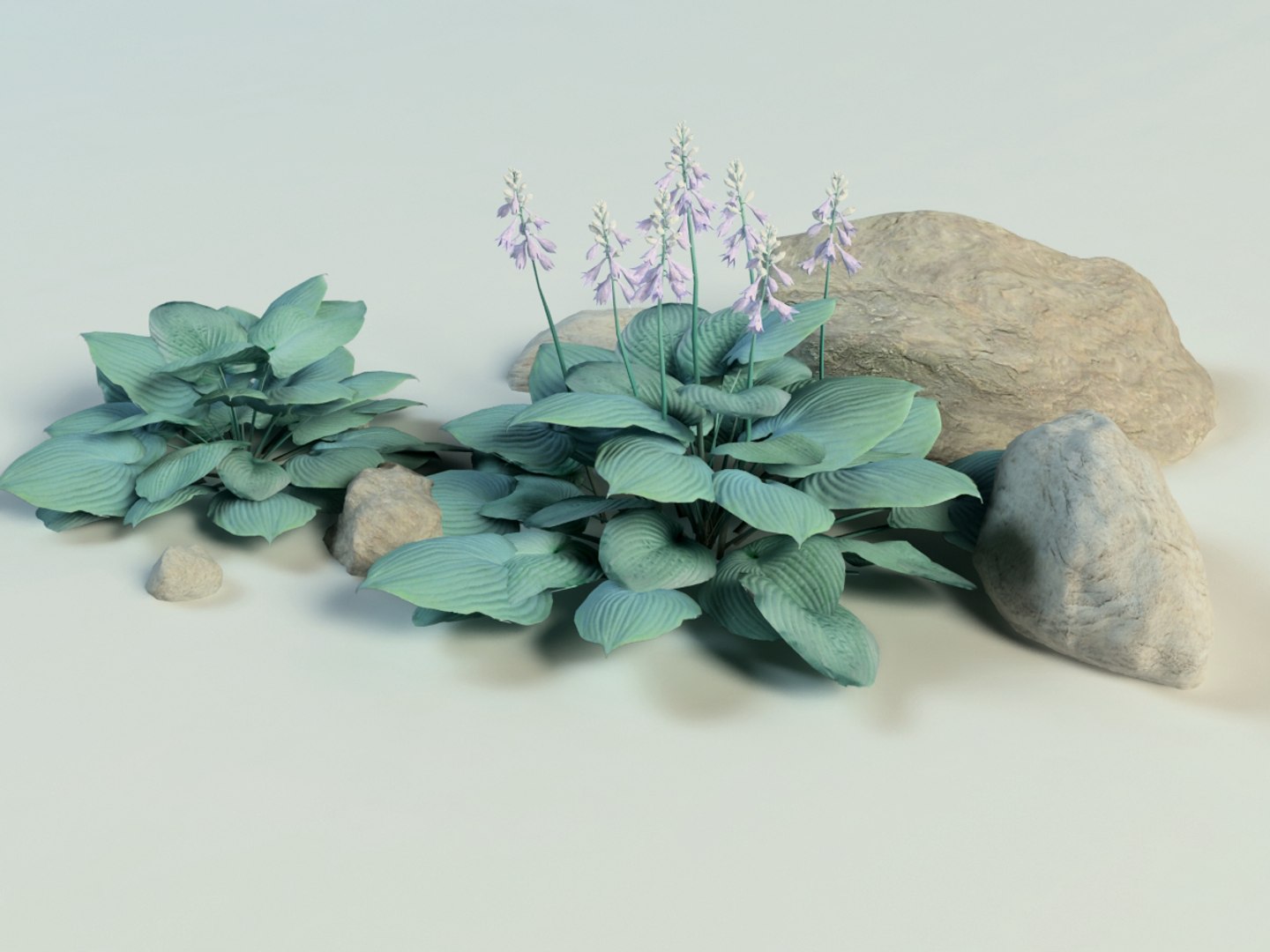 Flowering Hosta Sieboldii 3D Model - TurboSquid 1374355