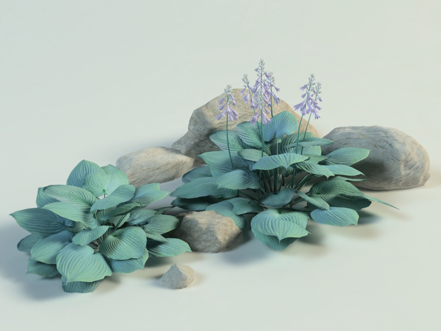 Flowering Hosta Sieboldii 3D Model - TurboSquid 1374355